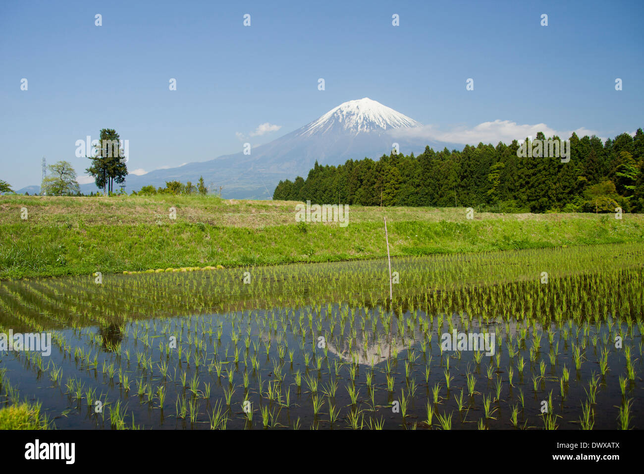 Mt. Fuji reflected in rice paddy, Yamanashi, Japan Stock Photo - Alamy