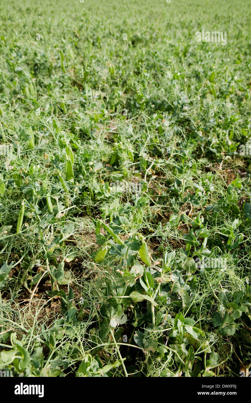 Pea crop field hi-res stock photography and images - Alamy