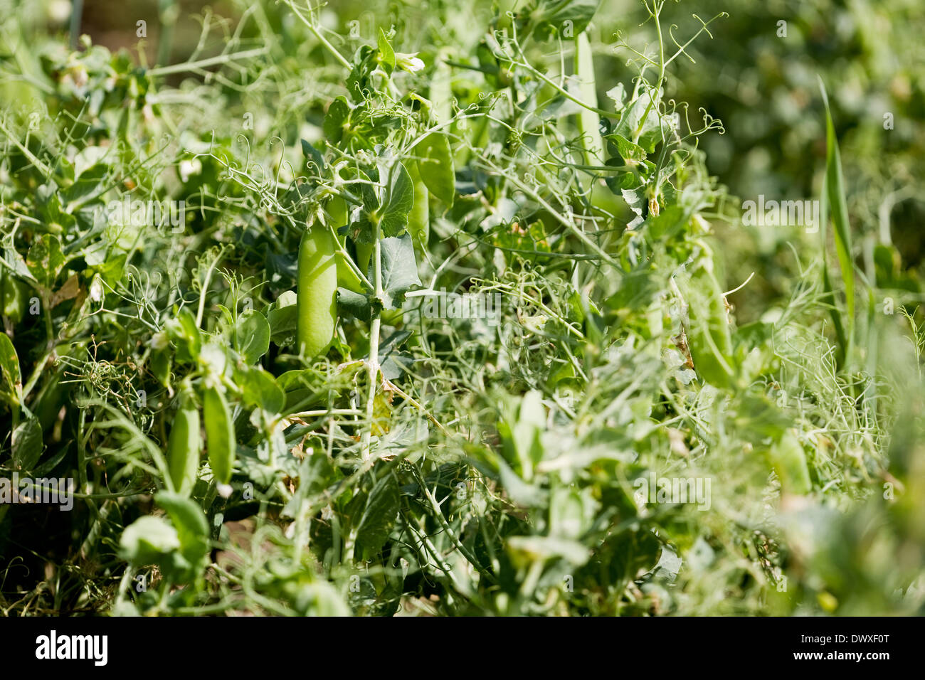 Plant pea field hi-res stock photography and images - Alamy