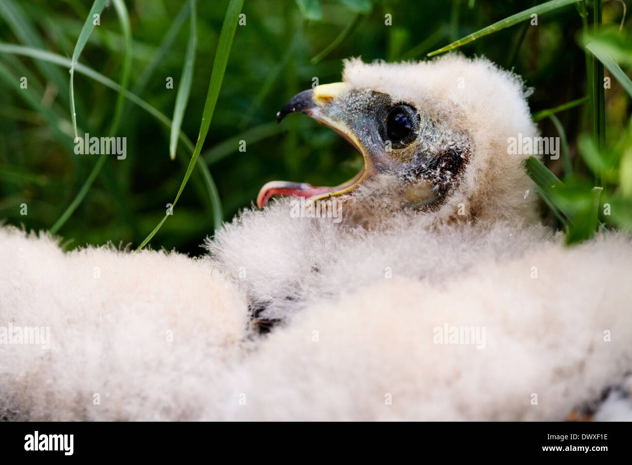 Angry falcon hi-res stock photography and images - Alamy