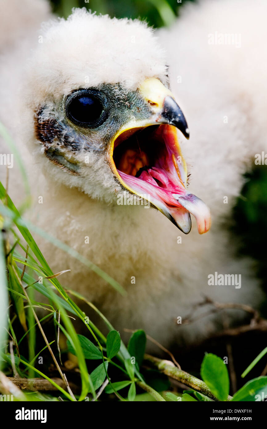 Prairie Falcon Chick Stock Photo - Alamy