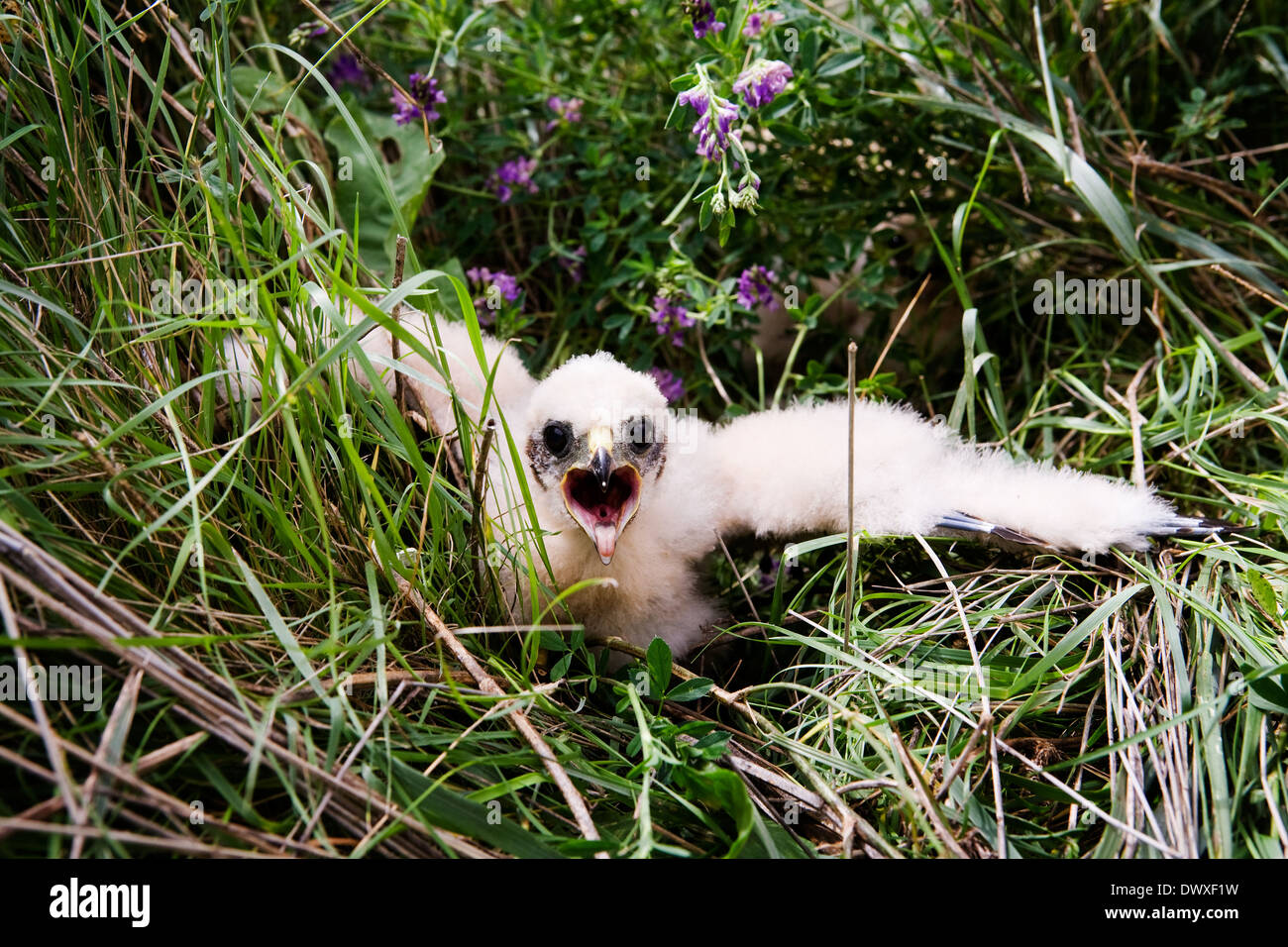 Prairie Falcon Chick Stock Photo - Alamy