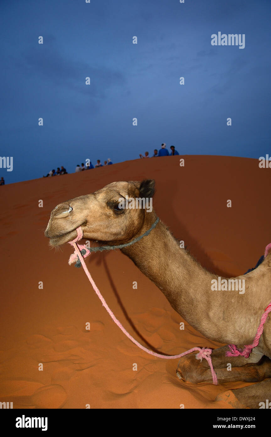 Resting camel. Erg Chebbi. Saharan Desert. Merzouga. Morocco Stock ...