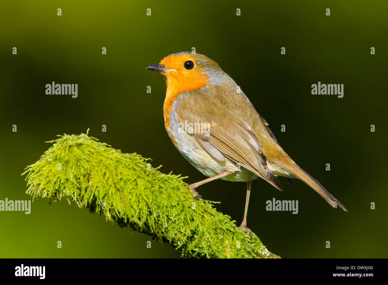 ROBIN ON A MOSS COVERED BRANCH ON A SPRING DAY Stock Photo - Alamy