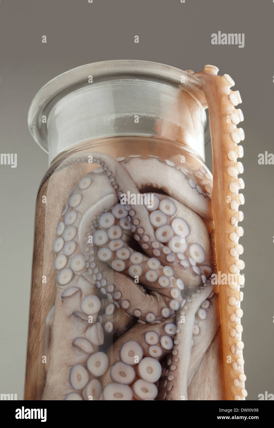 Octopus Jar High Resolution Stock Photography and Images - Alamy
