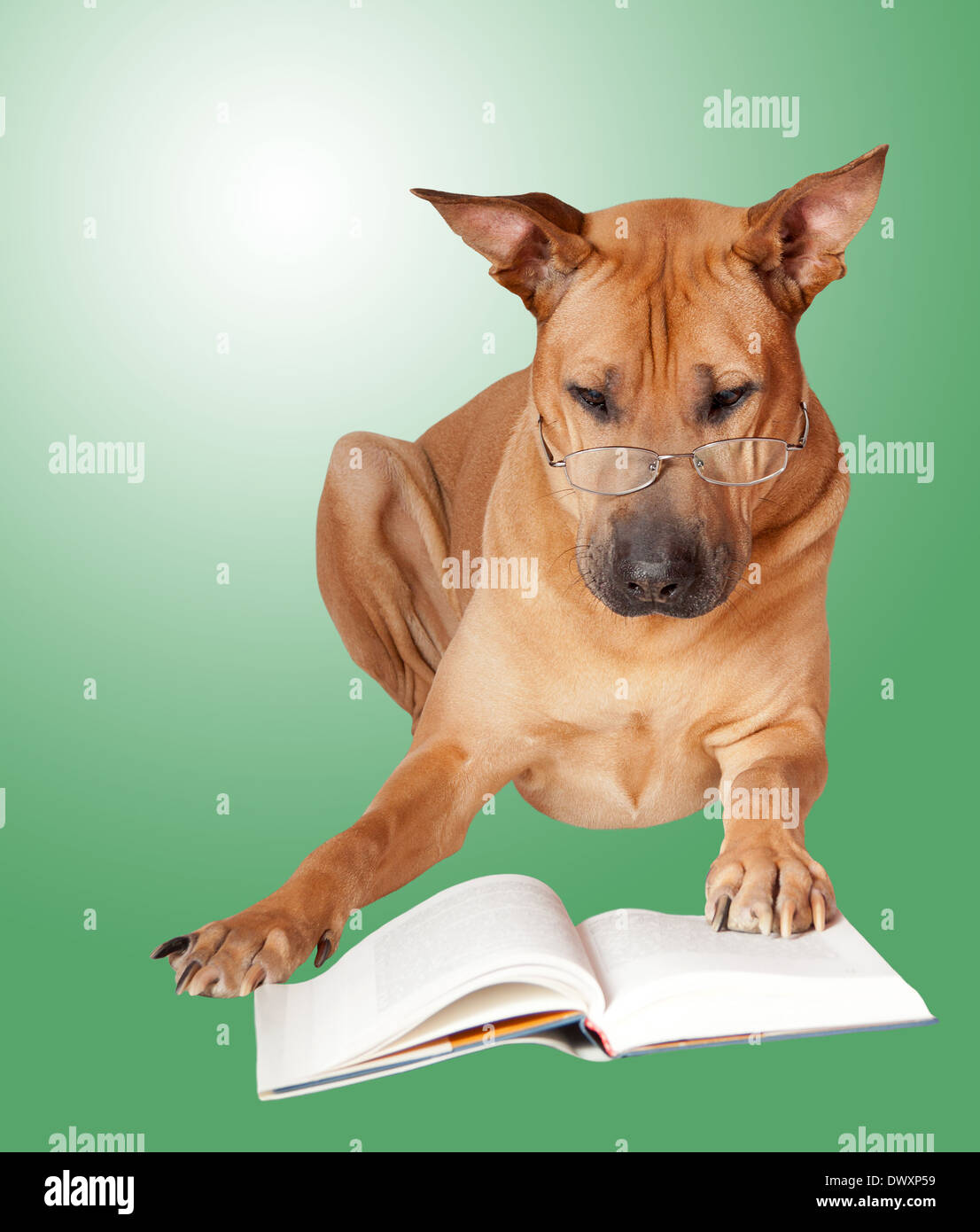 Reading dog at school hi-res stock photography and images - Alamy