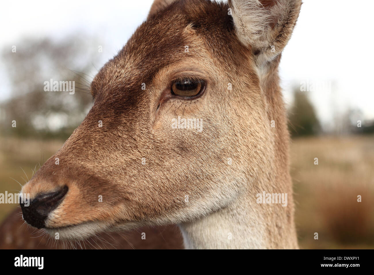 Adorable doe hi-res stock photography and images - Alamy