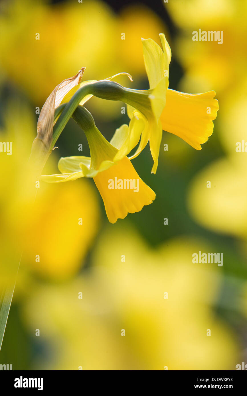 A double-headed plant in the middle of a group of daffodils outside in ...