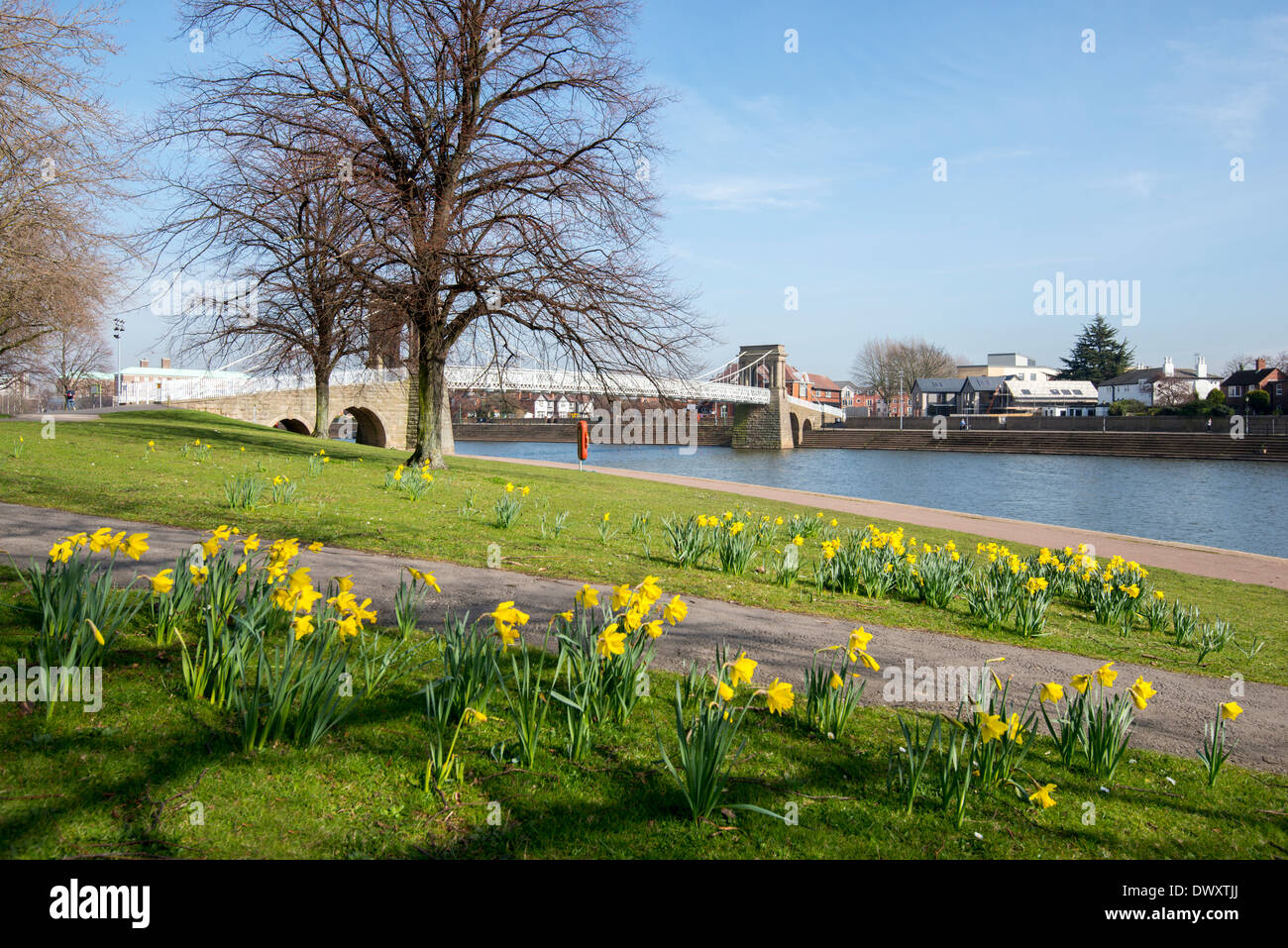 Spring daffodils at Victoria Embankment in Nottingham, England UK Stock ...