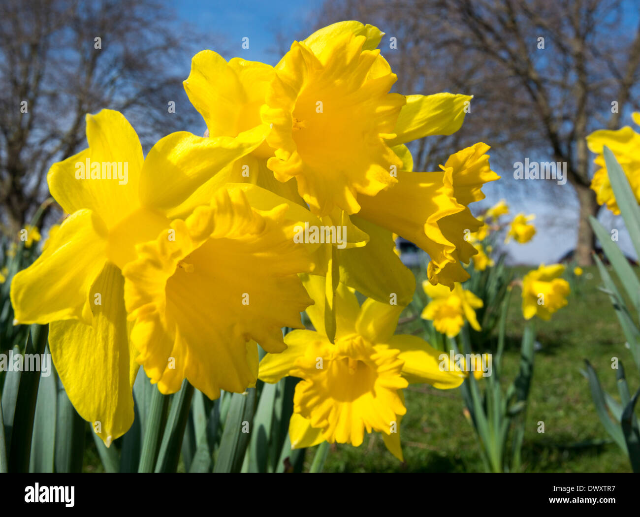 Vibrant Daffodils High Resolution Stock Photography and Images - Alamy