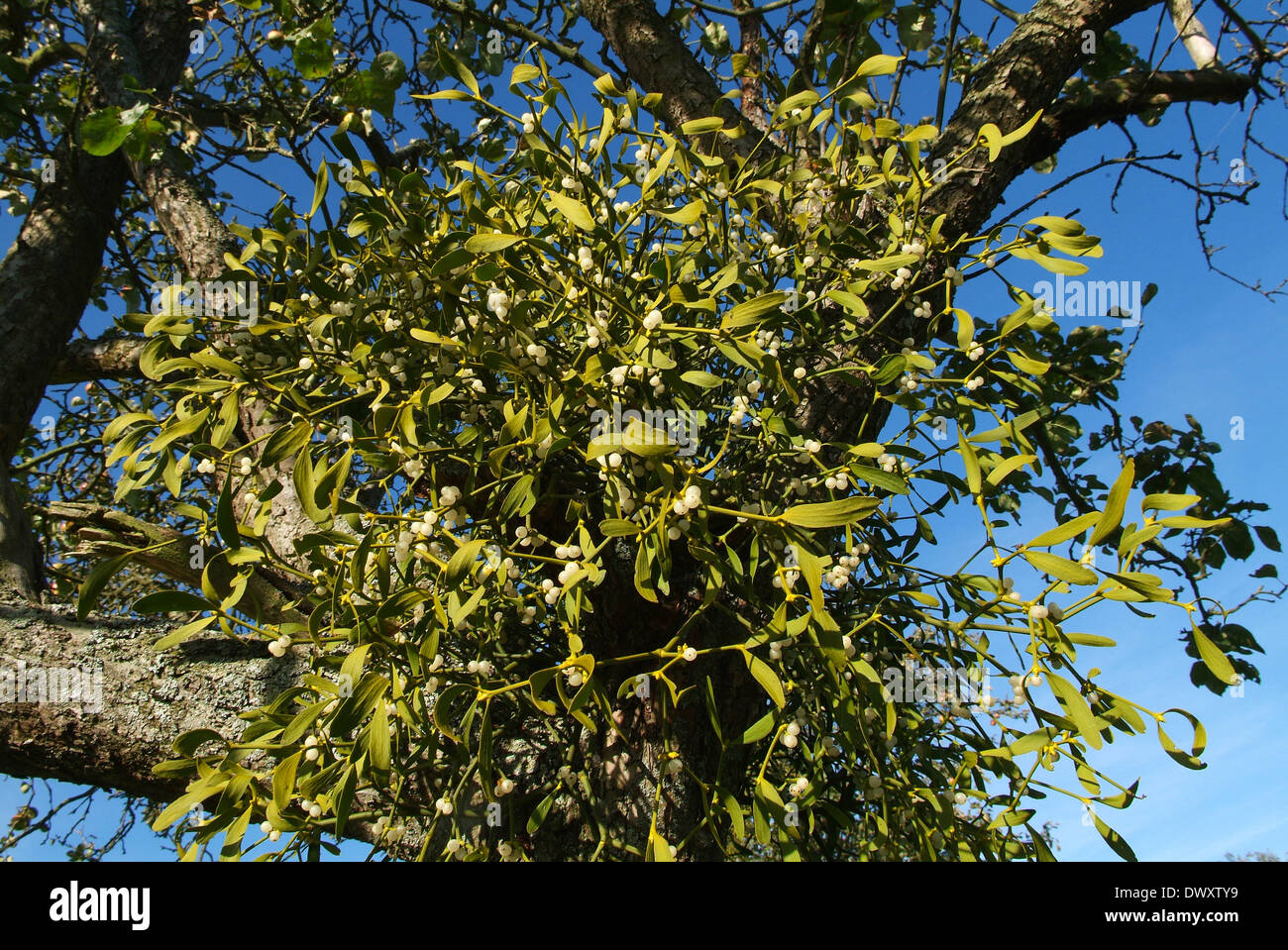 English mistletoe growing in an apple tree orchard in Shropshire.A ...