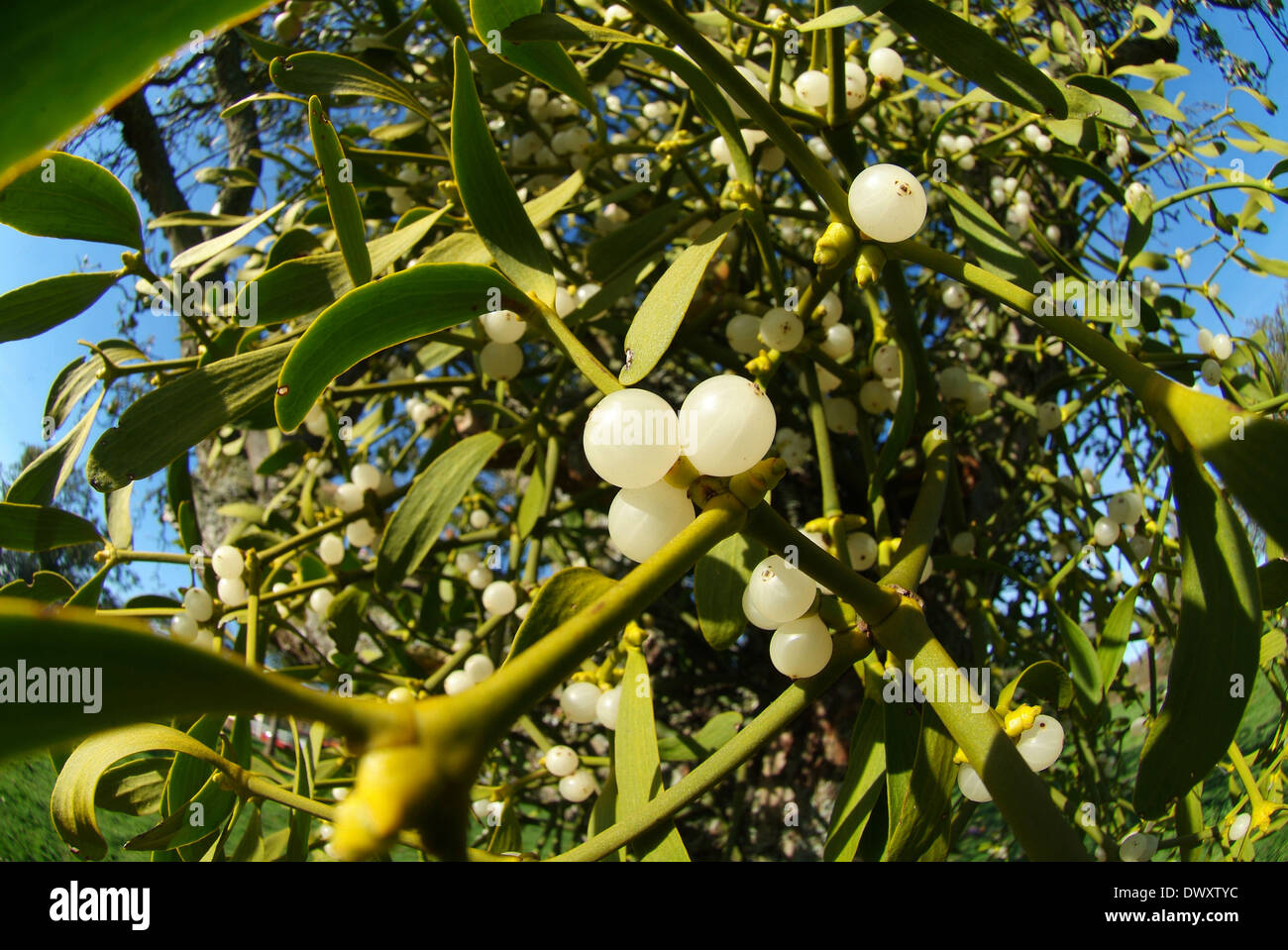 English mistletoe growing in an apple tree orchard in Shropshire.A ...
