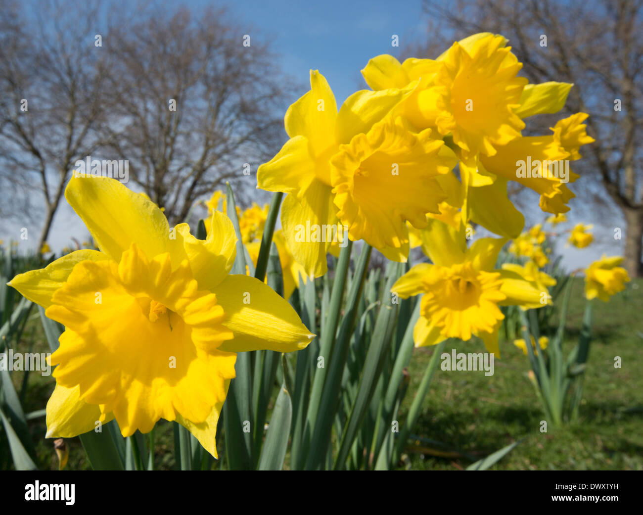Embankment flower hi-res stock photography and images - Alamy