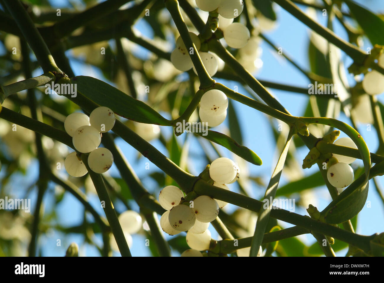 English mistletoe growing in an apple tree orchard in Shropshire.A ...