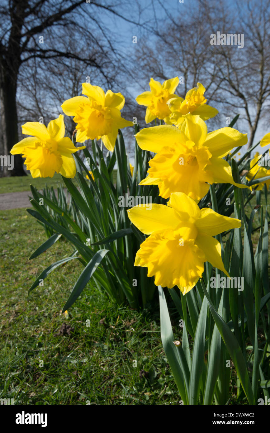 Spring daffodils at Victoria Embankment in Nottingham, England UK Stock ...