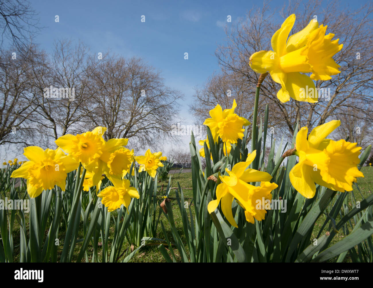Vibrant daffodils hi-res stock photography and images - Alamy