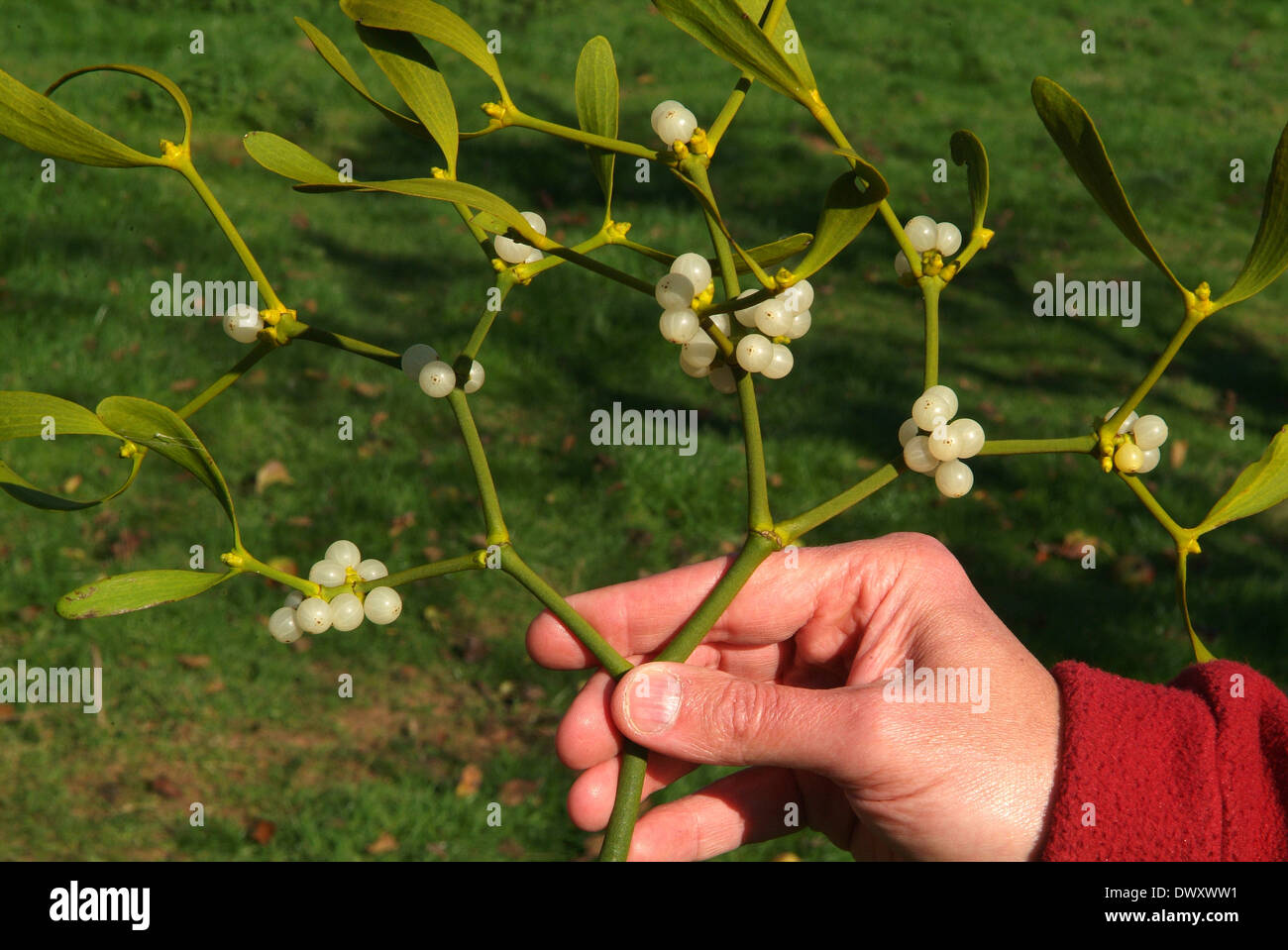 English mistletoe growing in an apple tree orchard in Shropshire.A ...