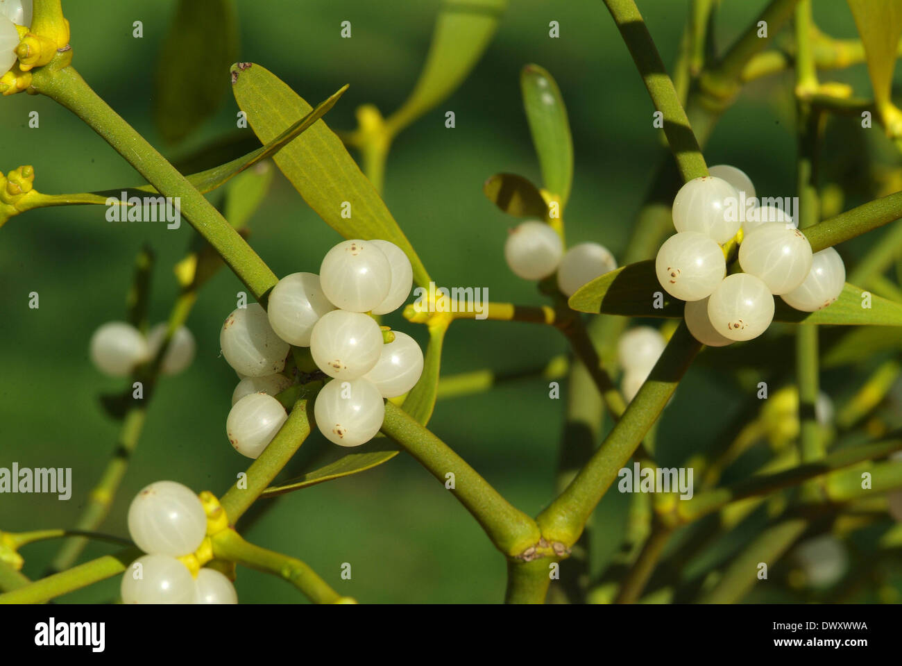 English mistletoe growing in an apple tree orchard in Shropshire.A ...