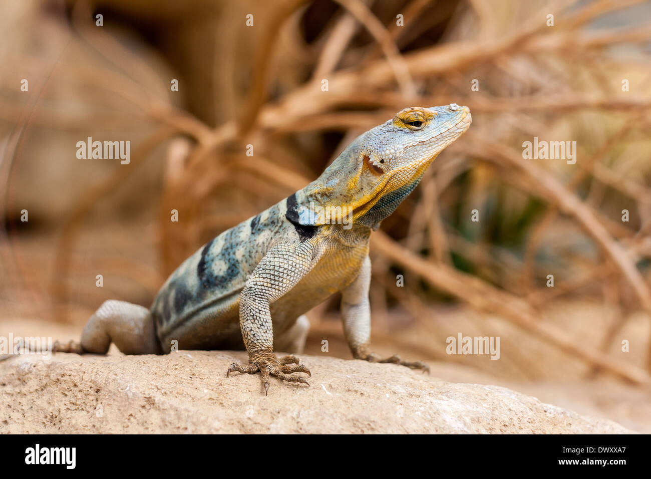 California rock lizard looking left right on sandy desert Stock Photo ...