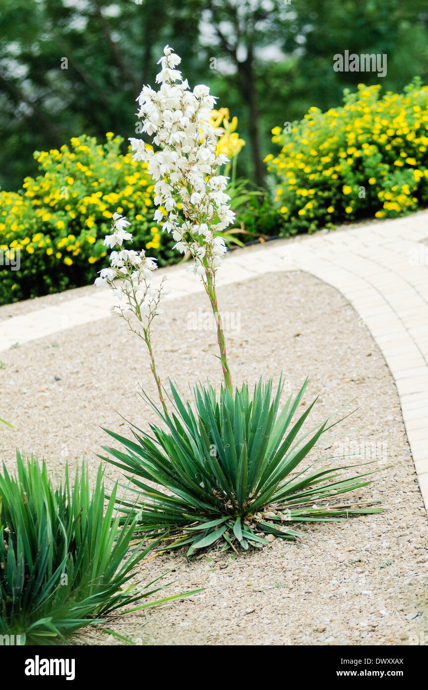 Blooming yucca palm Stock Photo - Alamy