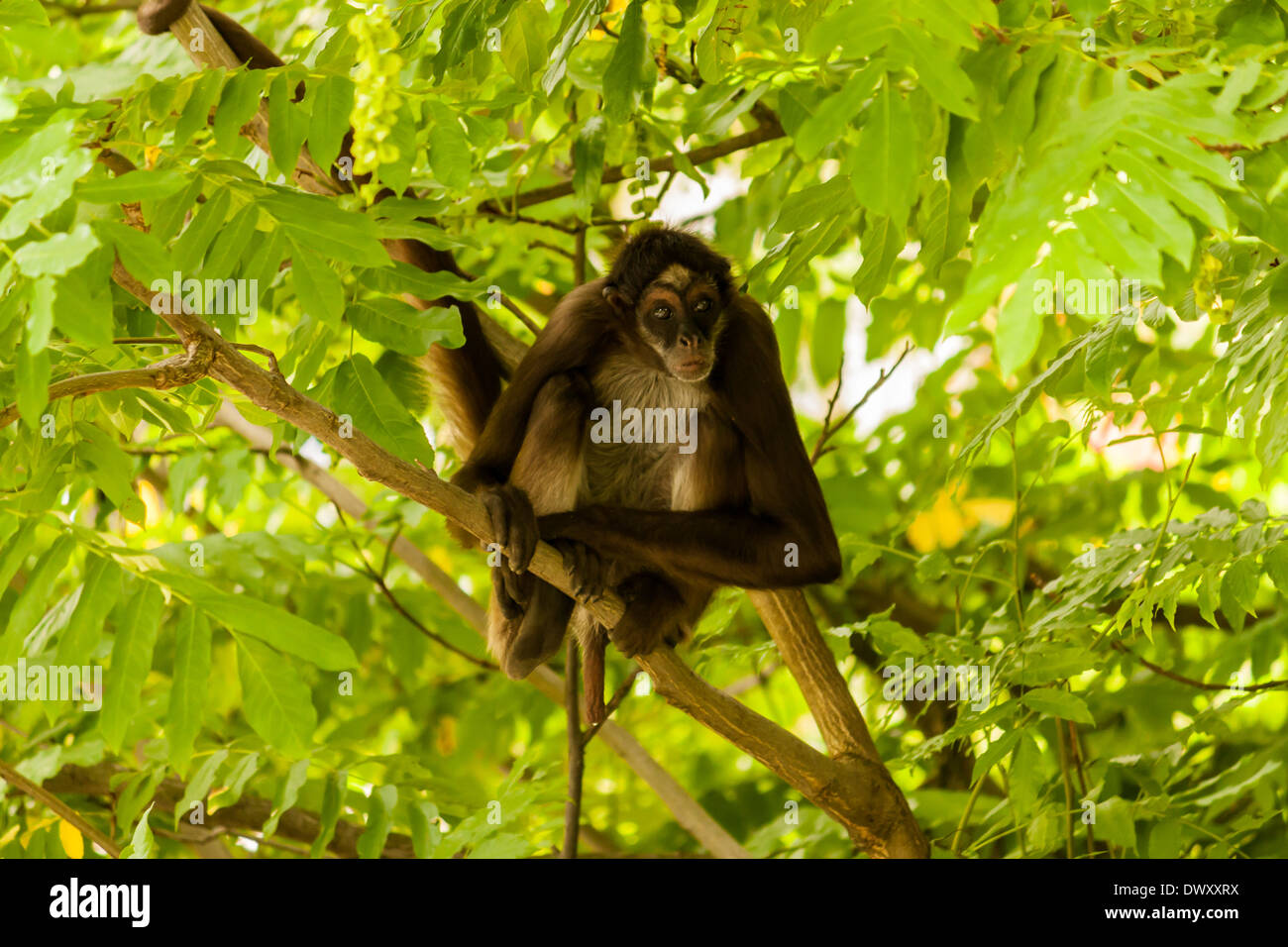 Spider monkeys tree hi-res stock photography and images - Alamy