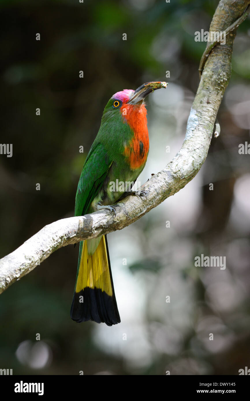 beautiful male Red-bearded Bee-eater (Nyctyornis amictus) with insect ...