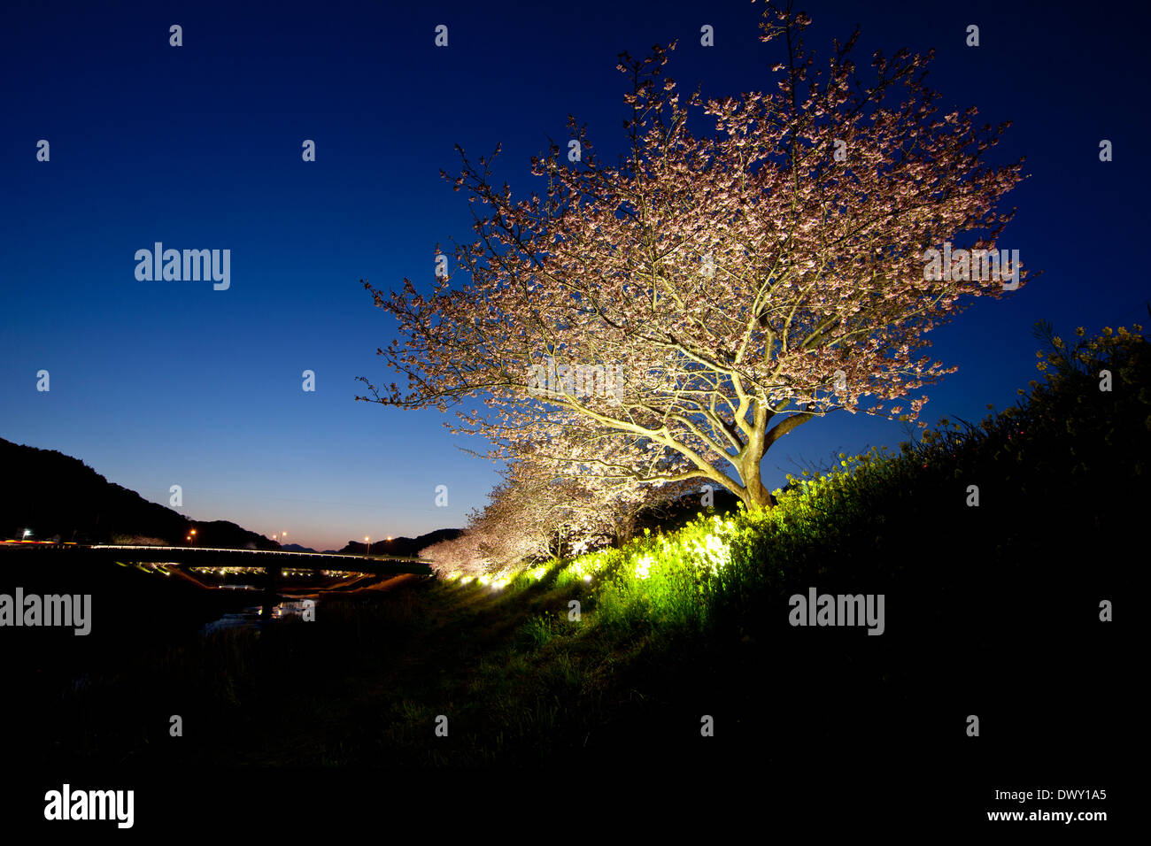 Illuminated cherry blossoms hi-res stock photography and images - Alamy