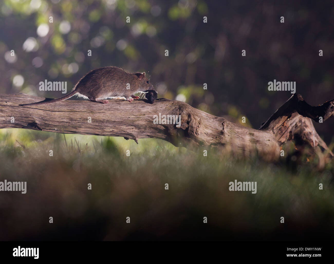 Brown Rat (Rattus norvegicus) on fallen tree branch at night Stock ...