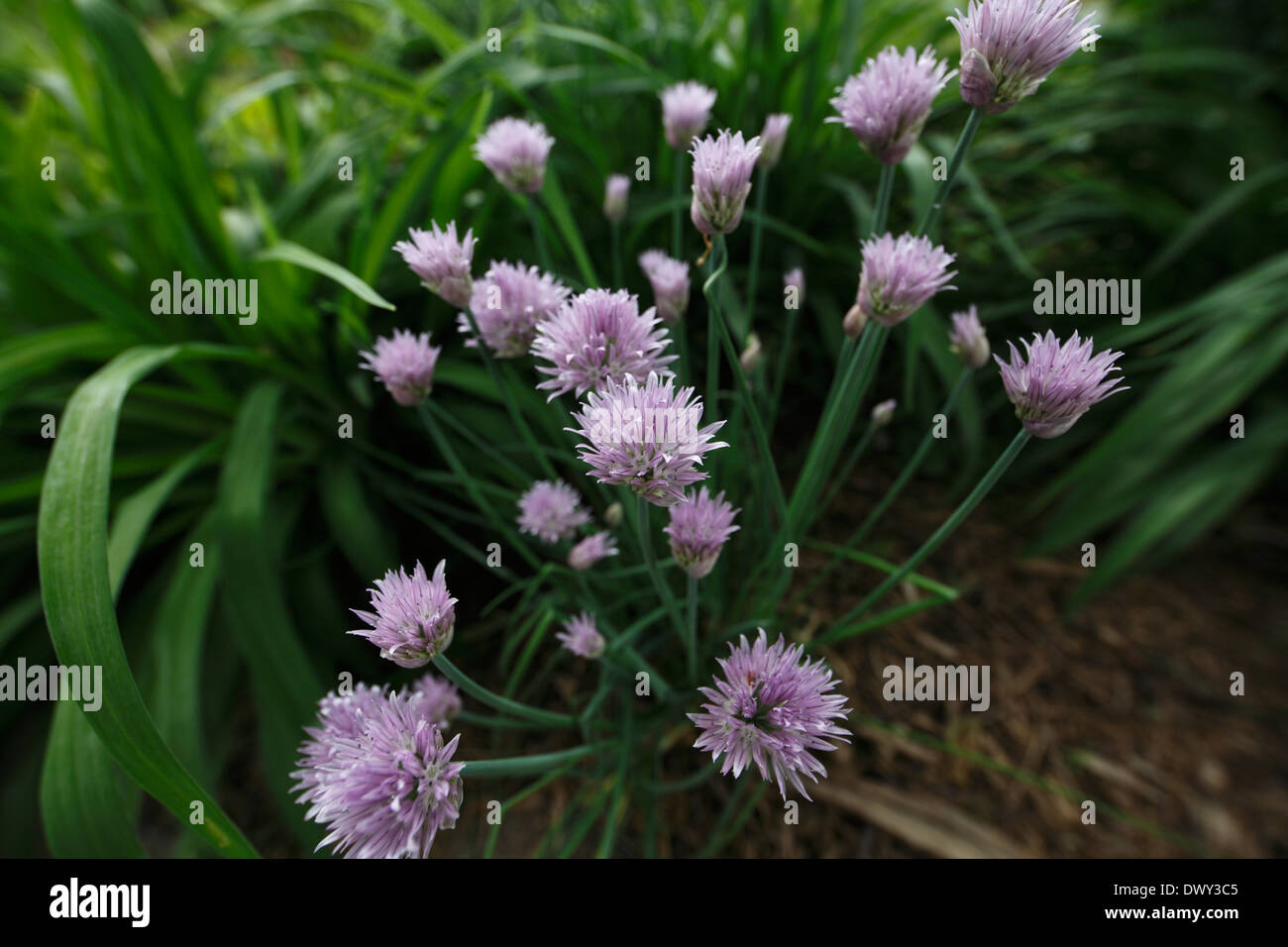 Purple chive flowers Stock Photo - Alamy