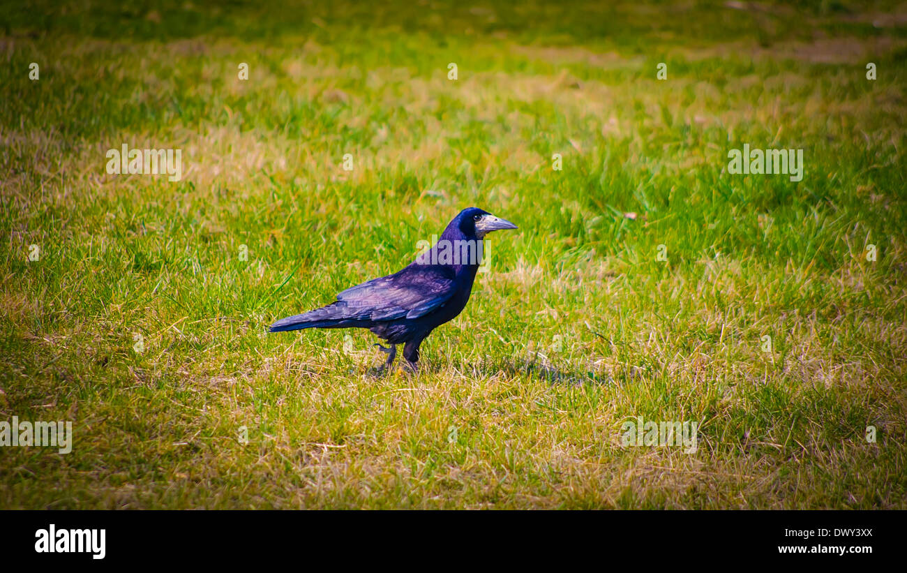 Crow profile hi-res stock photography and images - Alamy