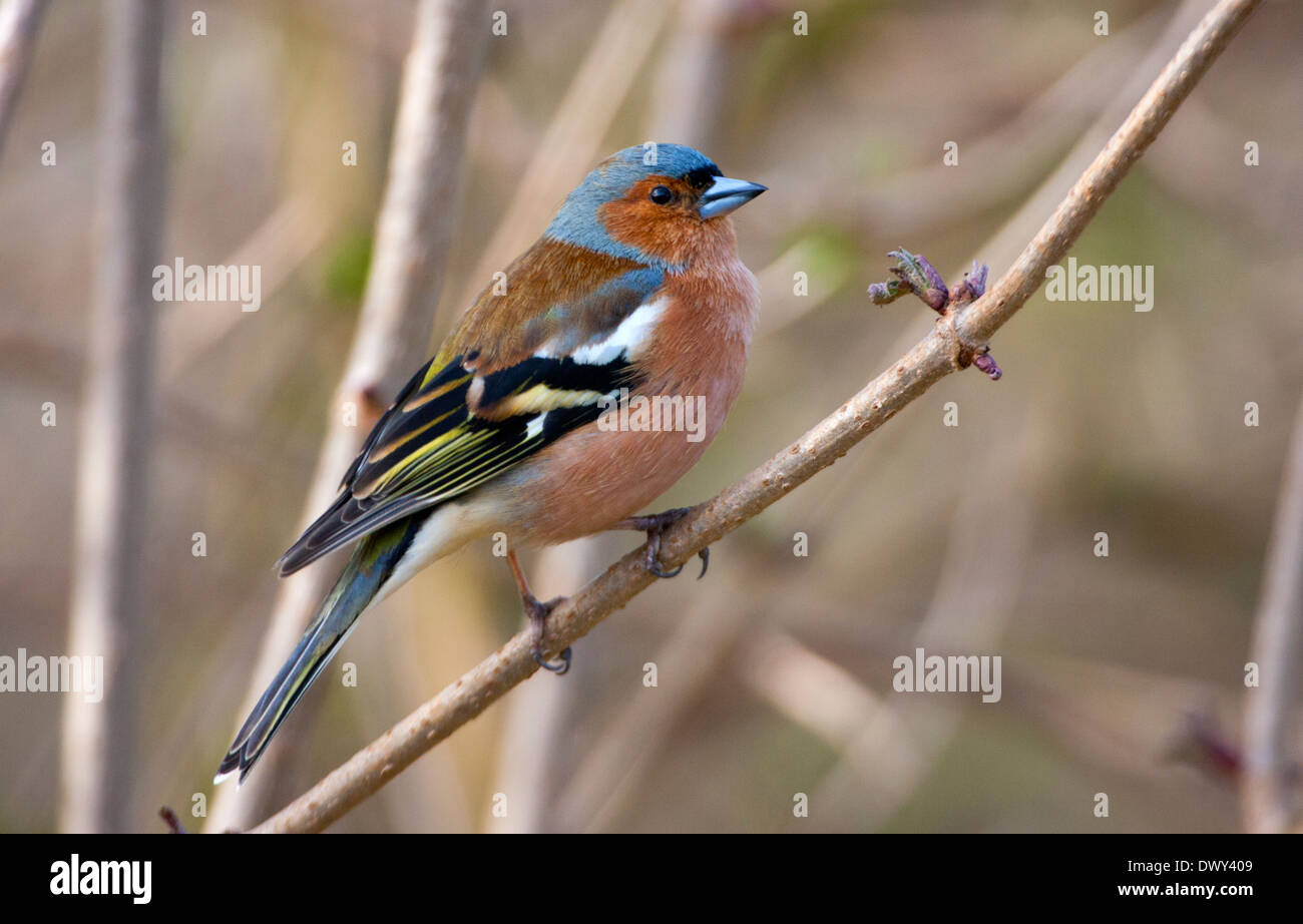 Male bird hi-res stock photography and images - Alamy