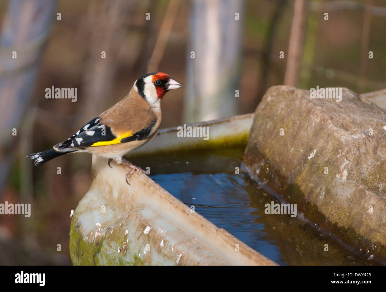 Goldfinch at water hi-res stock photography and images - Alamy