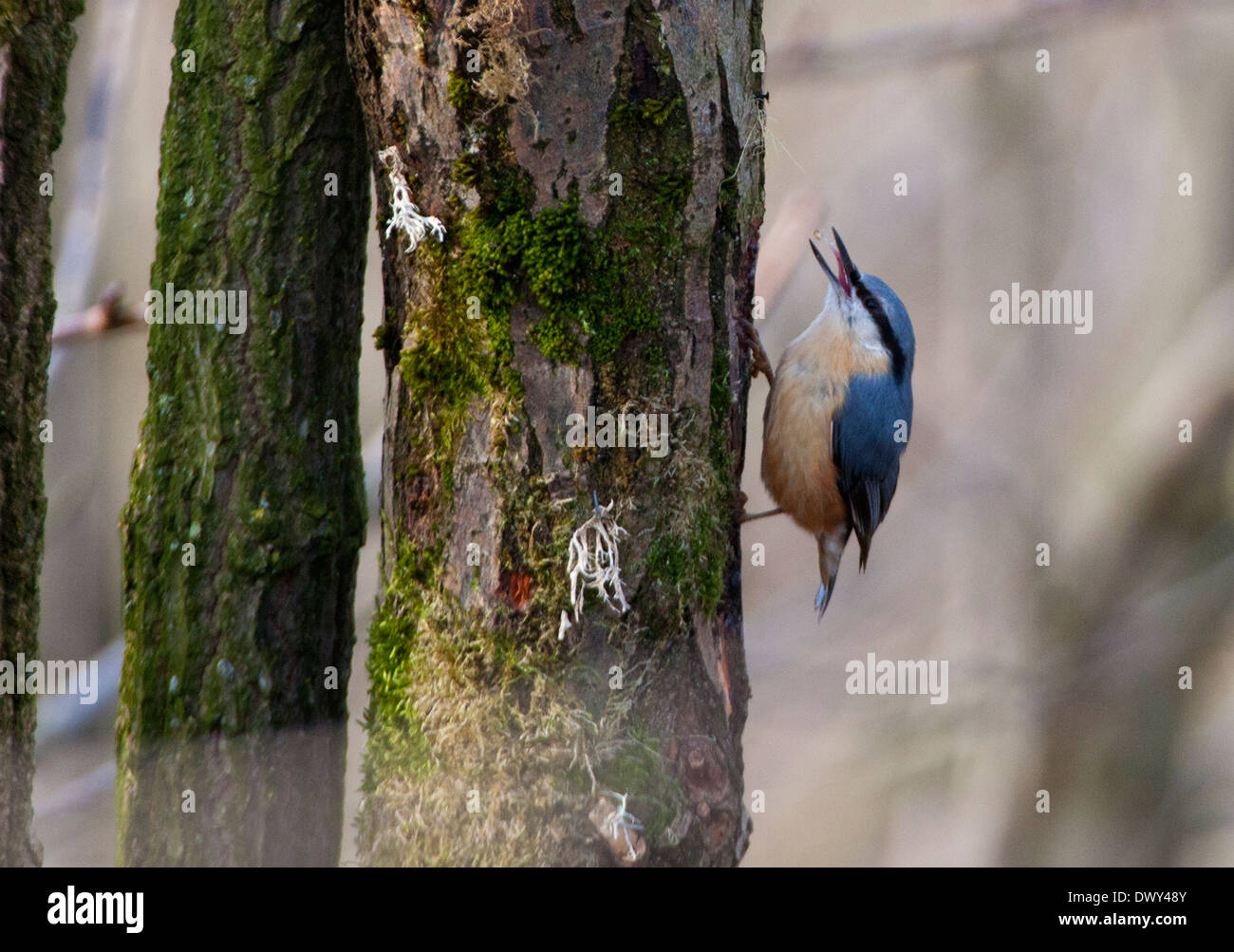 Nuthatch feeding hi-res stock photography and images - Alamy