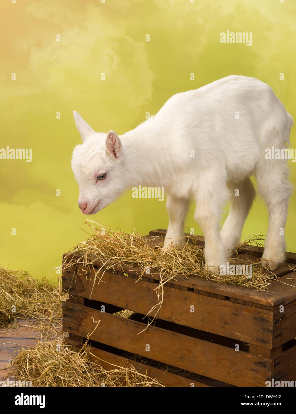 Cute baby milk goat standing on a vintage wooden crate Stock Photo - Alamy