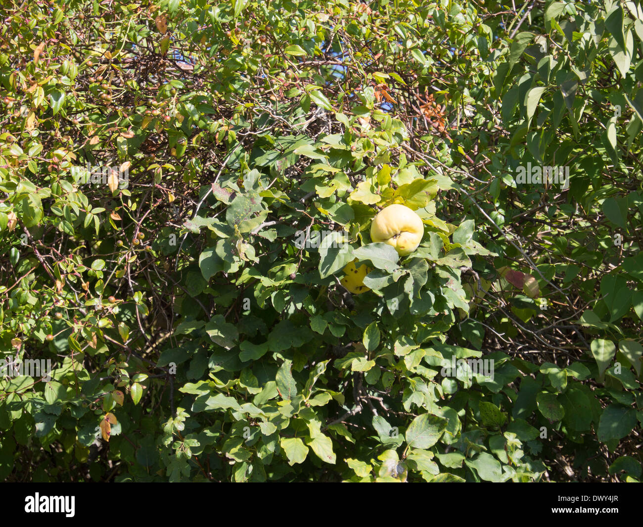 Growing quince hi-res stock photography and images - Alamy