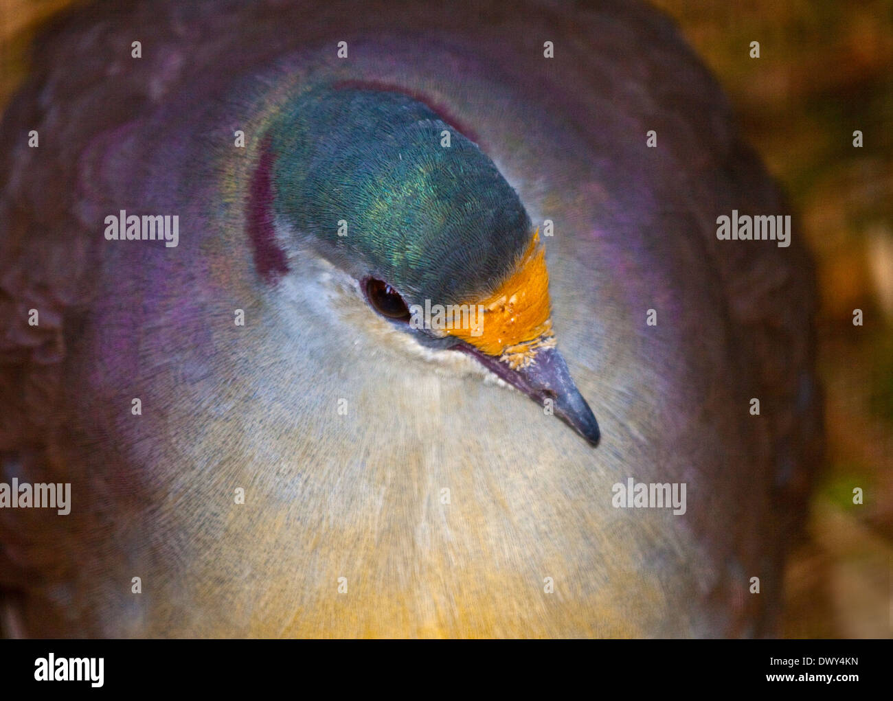 Sulawesi Ground Dove (gallicolumba tristigmata Stock Photo - Alamy
