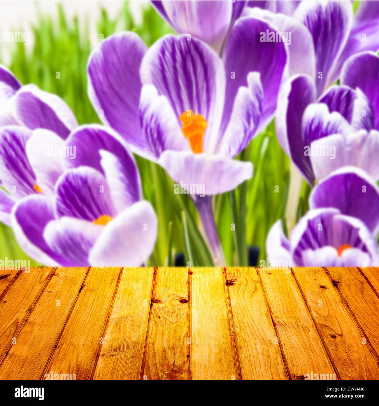 Spring background with crocuses and wooden parquet Stock Photo - Alamy