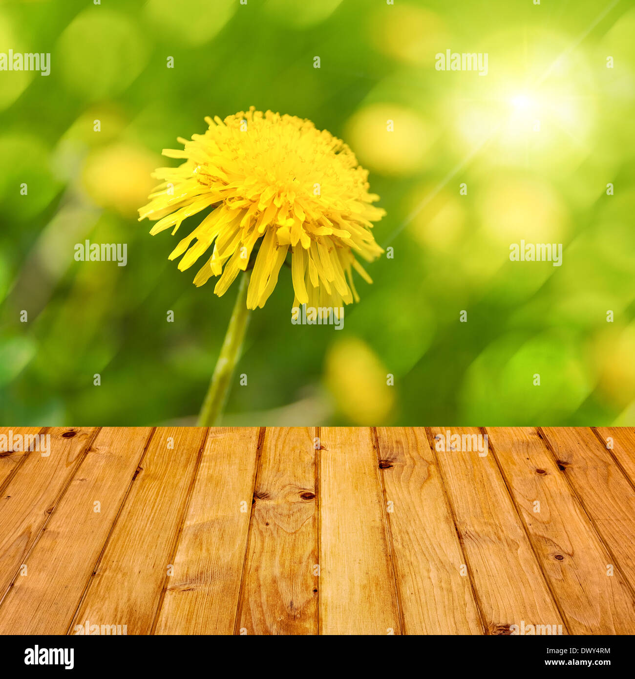 Spring background with dandelion and wooden parquet Stock Photo - Alamy