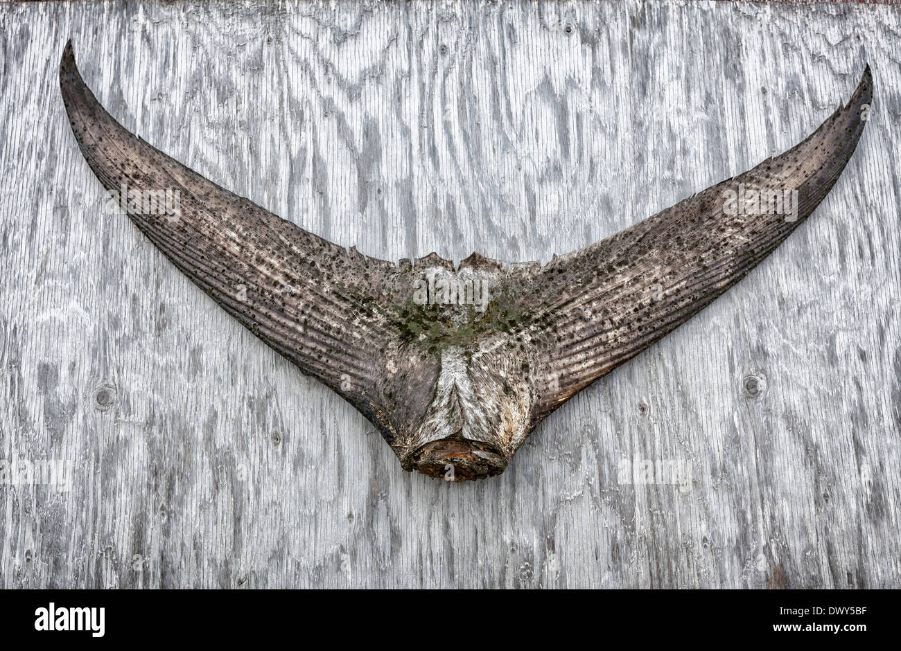 A tail of a bluefin tuna used as a decoration on a and nailed to the ...