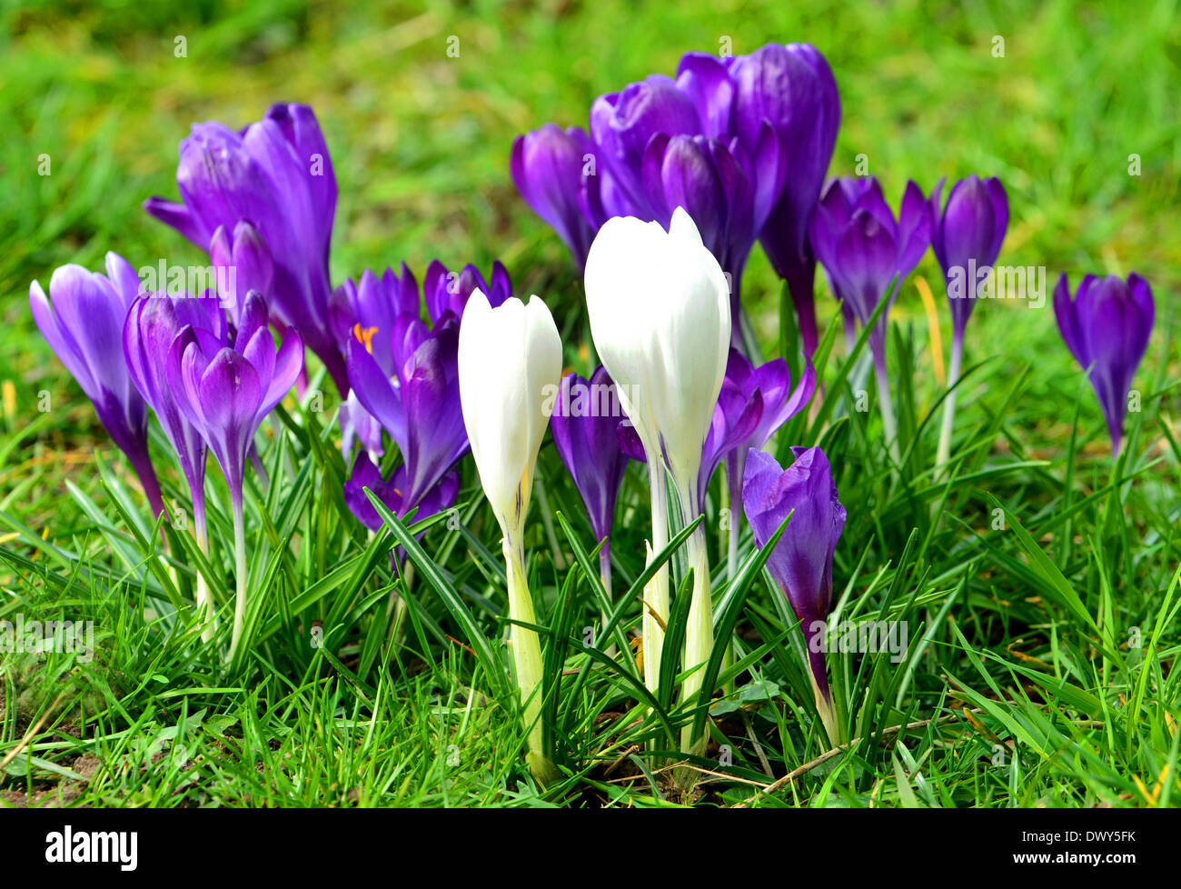 Blue and white crocuses on a meadow along the Rhine riverbank in ...