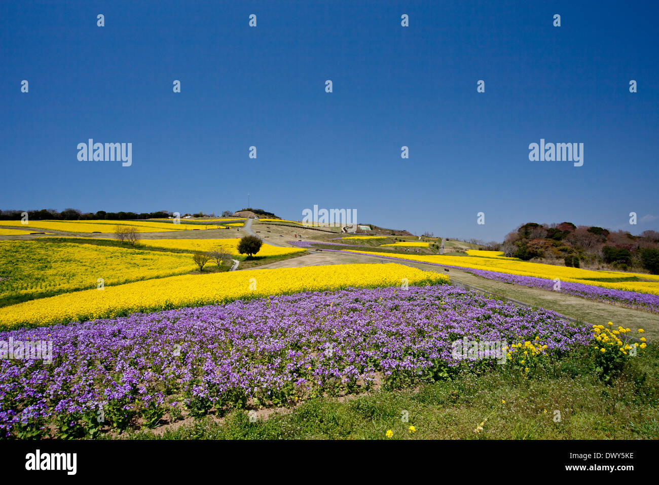 Flower field in Hyogo, Japan Stock Photo - Alamy