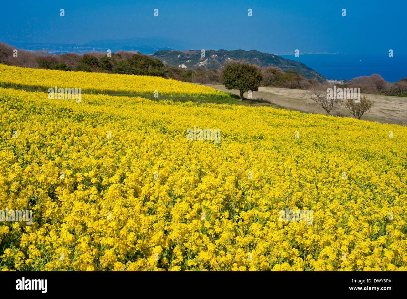 Sea mustard hi-res stock photography and images - Alamy