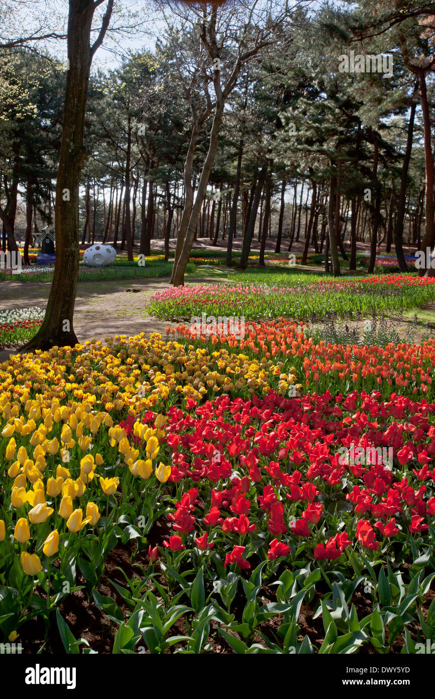 Tulips in a park Stock Photo - Alamy