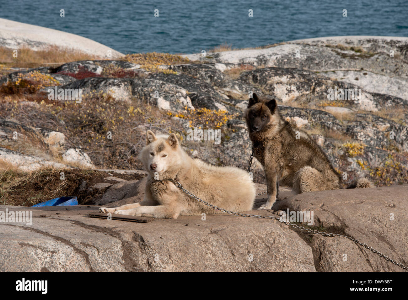Greenland, Nuussuaq Peninsula, Disko Bay, Qaasuitsup municipality ...