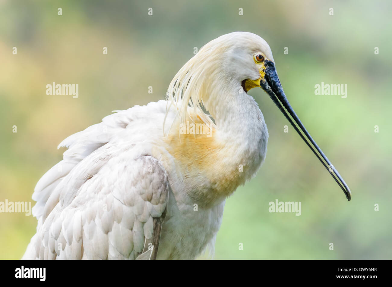 Eurasian spoonbill hi-res stock photography and images - Alamy