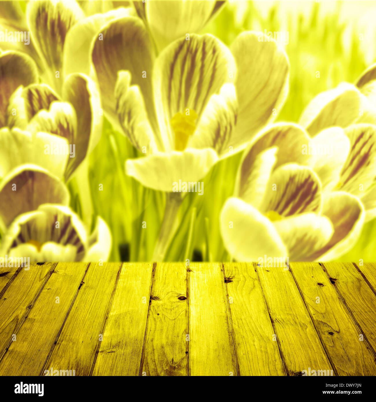 Spring background with crocuses and wooden parquet Stock Photo - Alamy