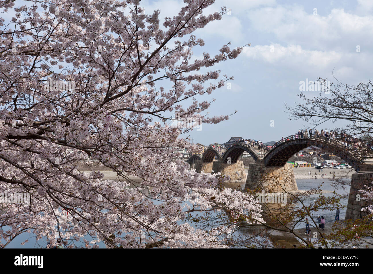Sakura Festival Kintai