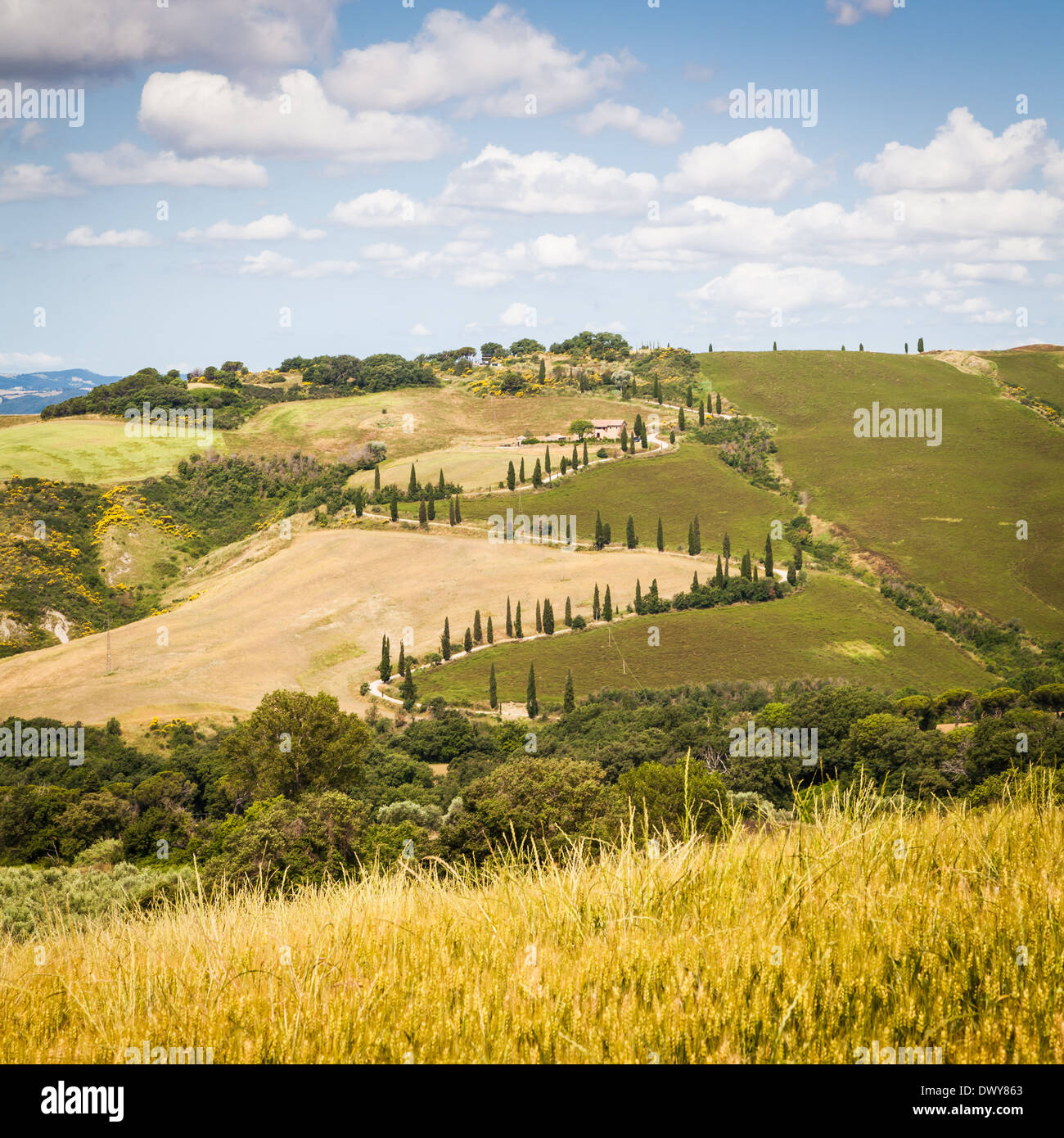 Tuscany, Italy. Famous La Foce street, landmark of Tuscan country Stock ...