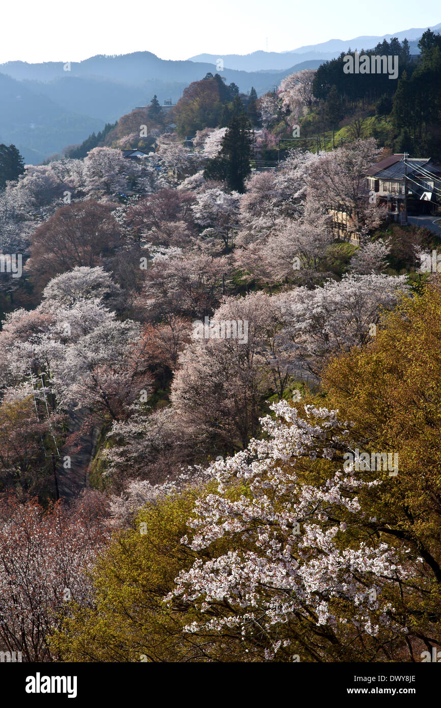Cherry blossoms on mt yoshino hi-res stock photography and images - Alamy