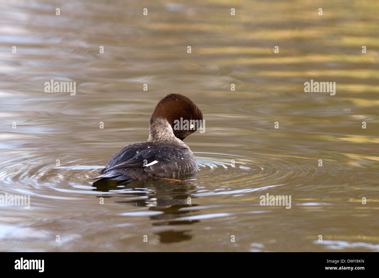 Female preening hi-res stock photography and images - Alamy